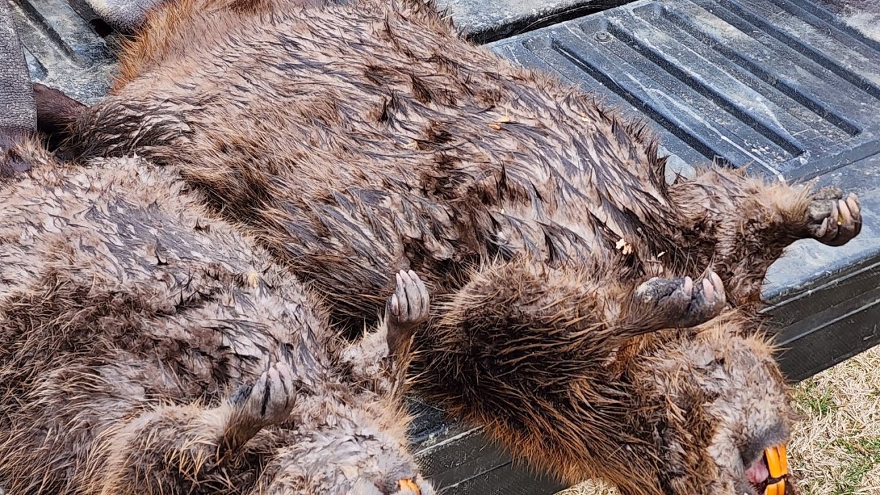 beaver trapping!! the river #trapping - YouTube