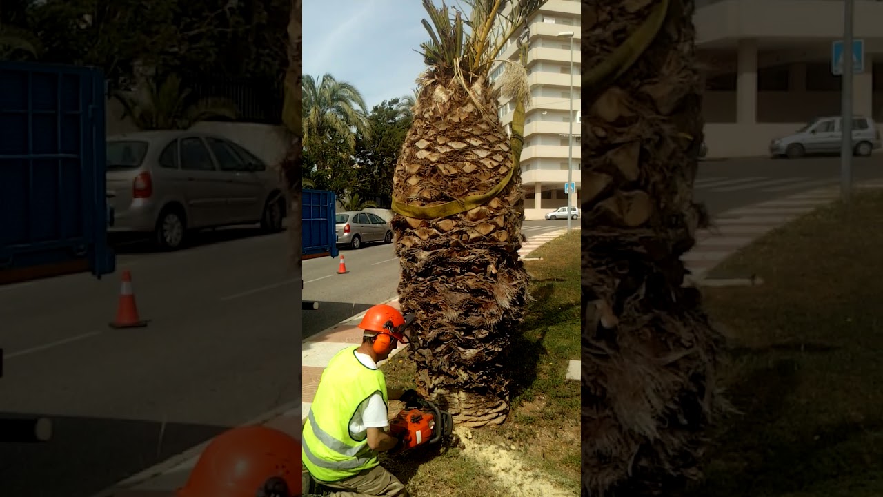 como cortar una palmera mas grande que la espada de tu motosierra. nº1 ...