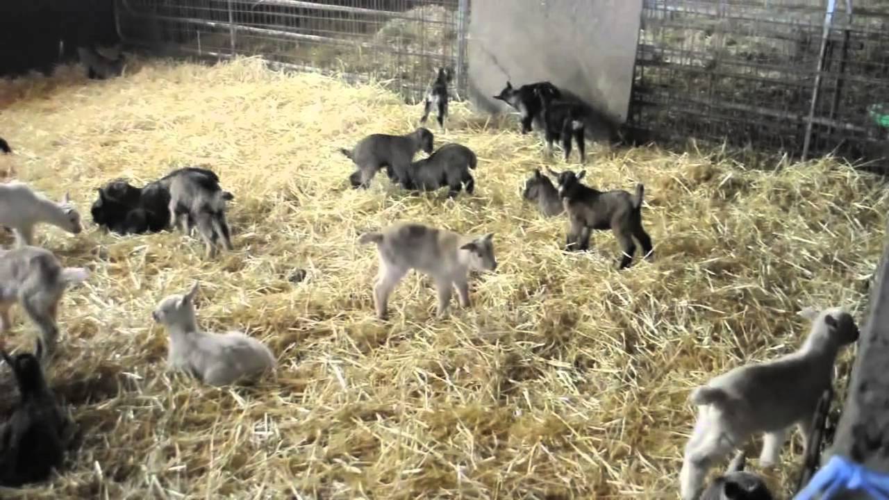 Les chevreaux découvrent la vie... - YouTube