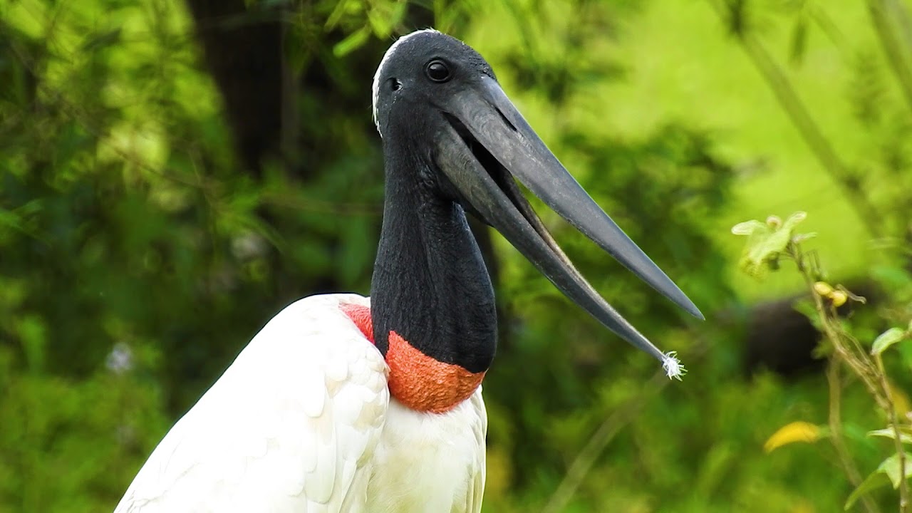 Tuiuiú – Deslumbrante Casal "De Boa" na Orla da Lagoa! 🦩🌊 (Jabiru ...