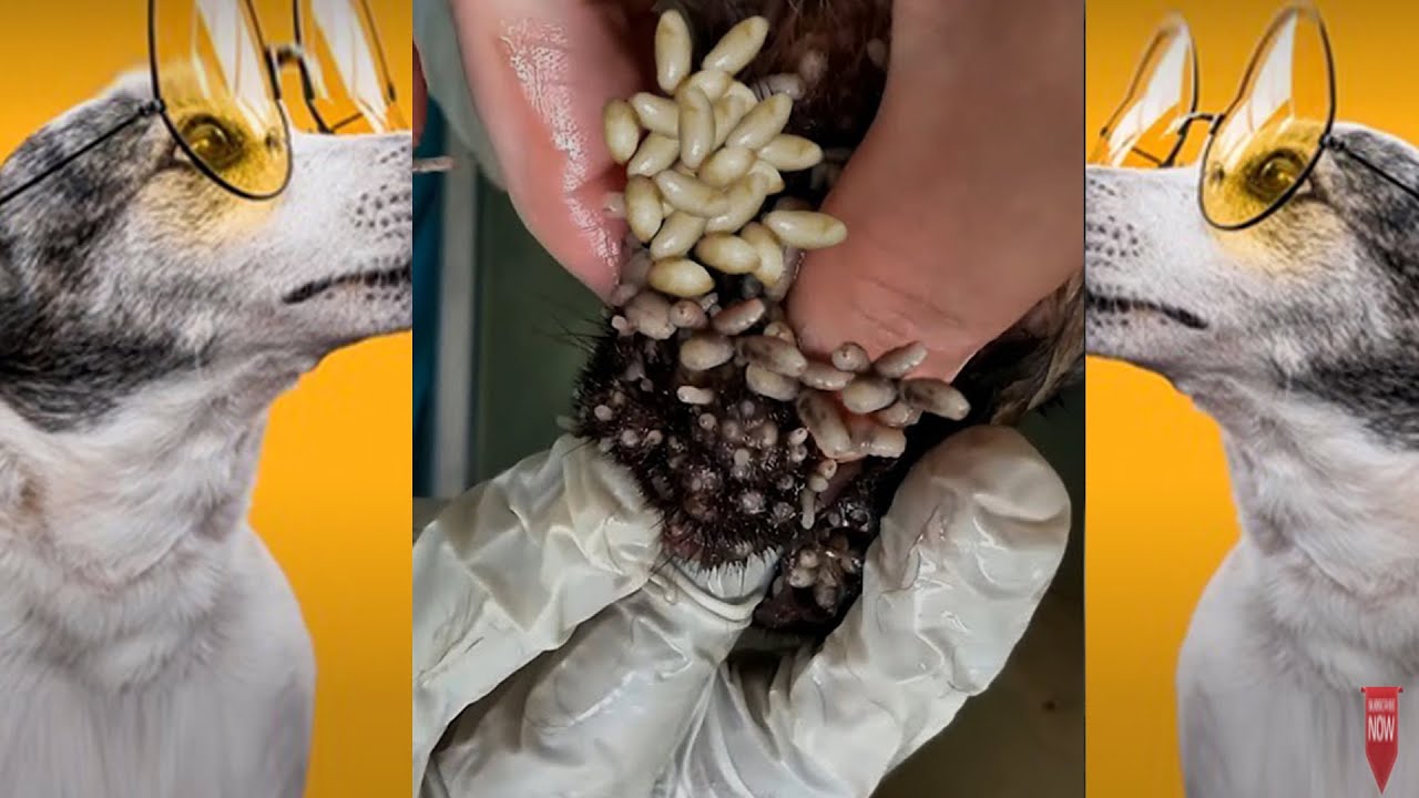 Dog Mangoworms Removal Compilation - Botfly removal # - YouTube