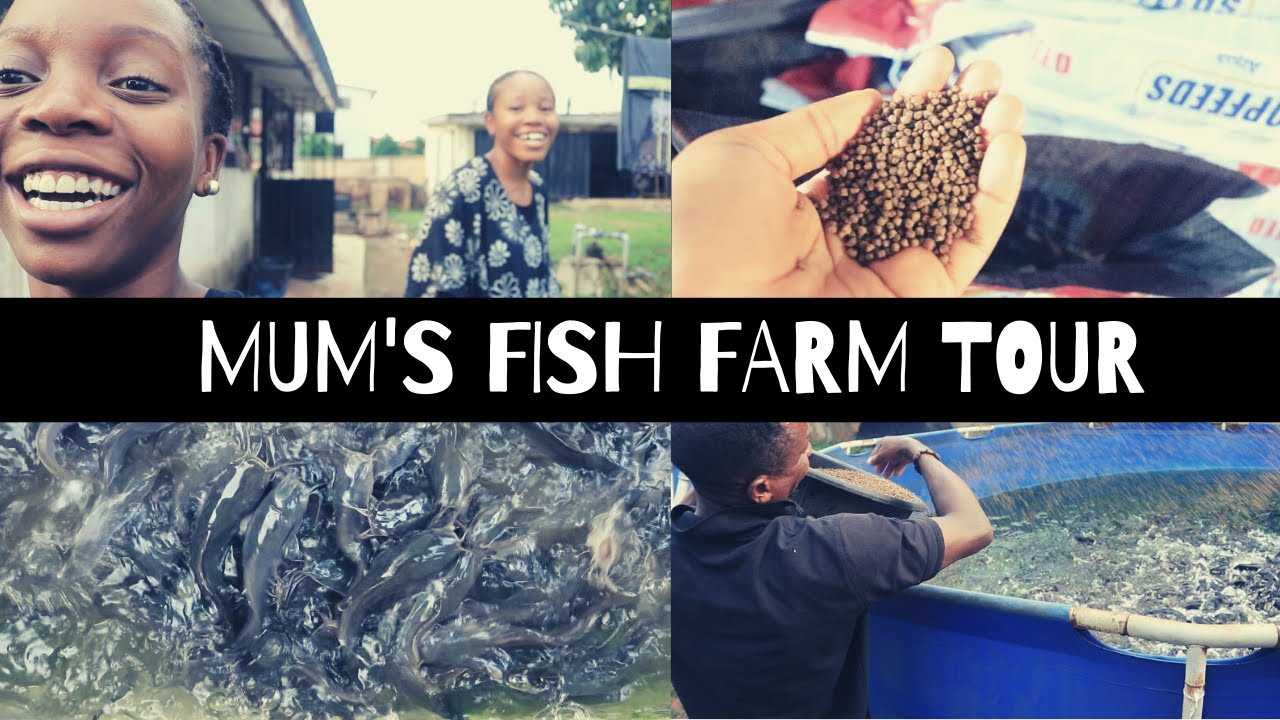 💃FOLLOW ME ROUND MY PARENT'S FISH FARM IN BENIN CITY💃- OVER 20 FISH ...