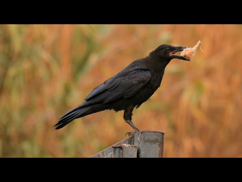 Baby raven eats chicken drumstick - YouTube