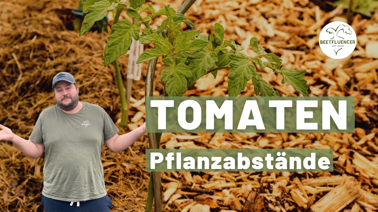 Pflanzabstände von Buschtomaten- Deshalb sind sie wichtig! - YouTube