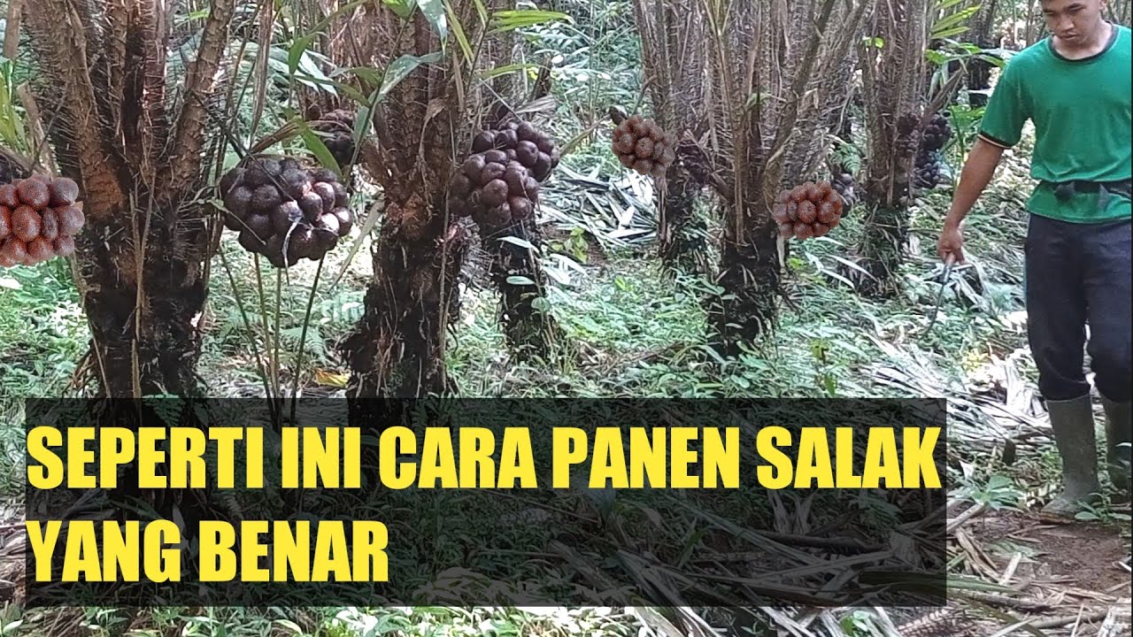 INI CARA PANEN SALAK YANG BENAR | Wong tani | Salak pondoh - YouTube