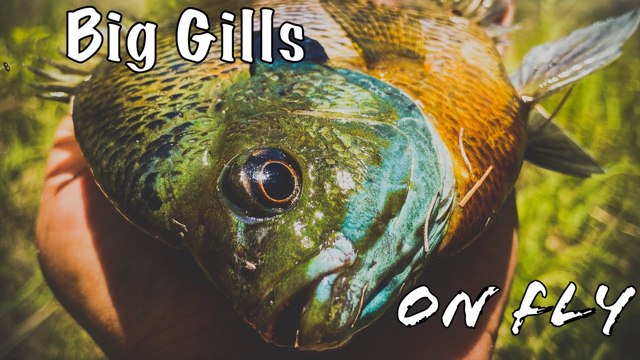 Fly Fishing in South MS Pond - YouTube