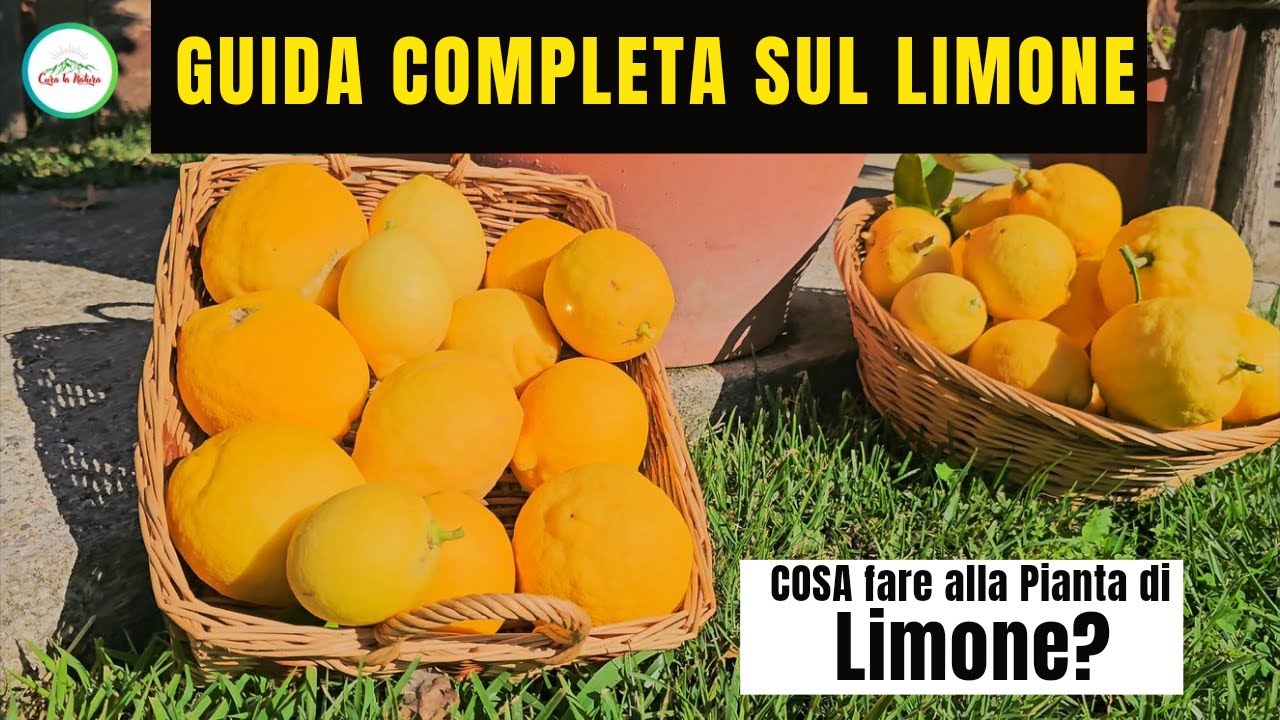 Come Coltivare Il Limone - GUIDA COMPLETA SUI LIMONI - "Cura La Natura ...
