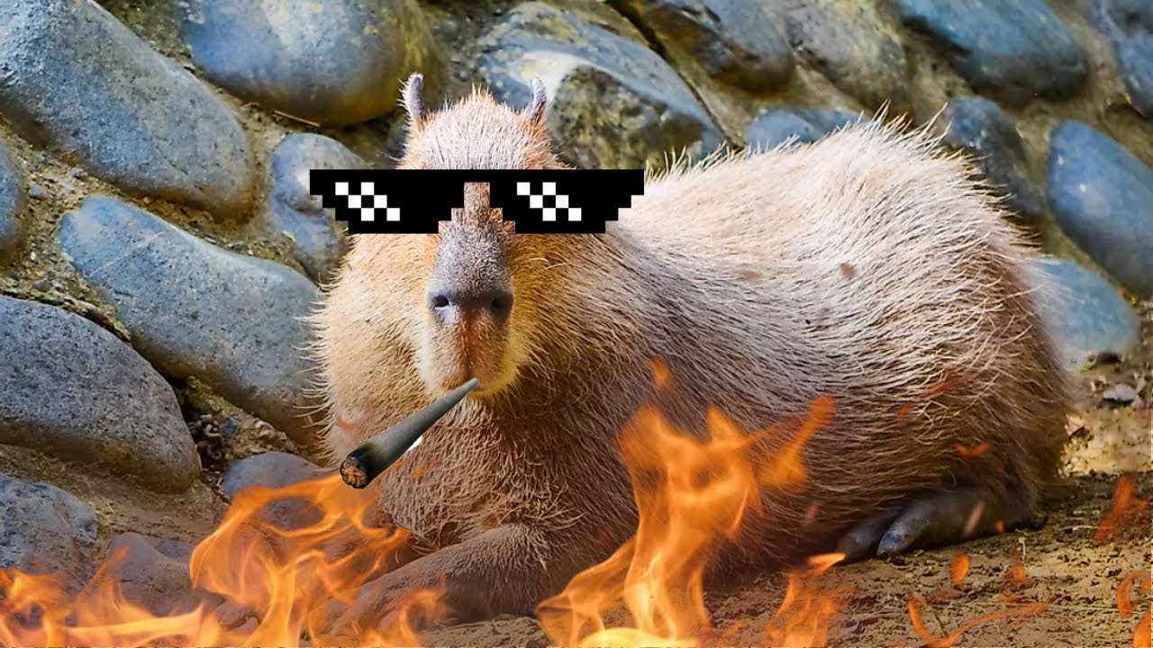 Goofy Scared CAPYBARA - YouTube