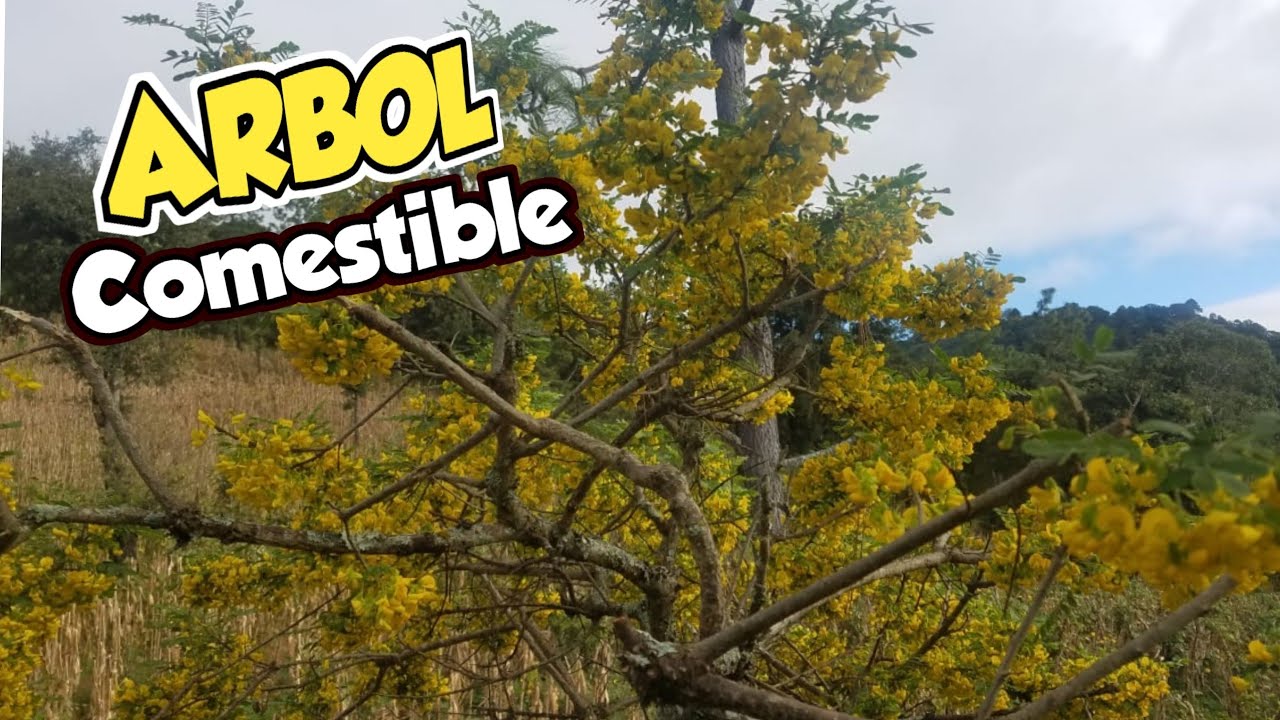 Conozca el árbol de Guachipilin / y para que lo Usamos en el Campo ...