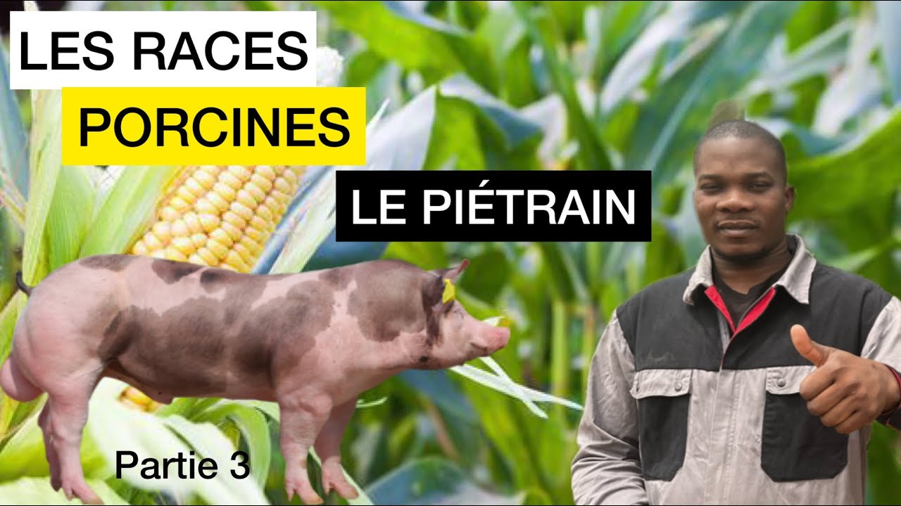 LES RACES PORCINES: LE PIÉTRAIN (Origine, Caractéristiques, Avantages ...