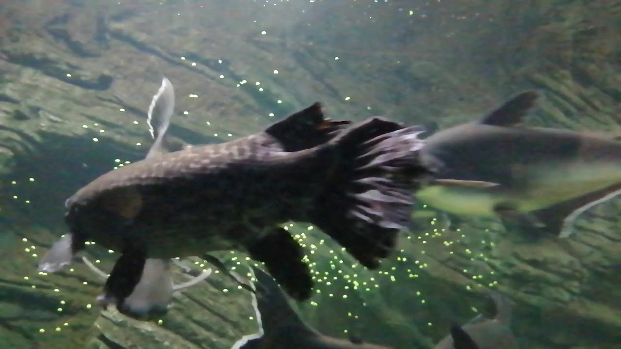 Día 79 Pez Caimán - YouTube