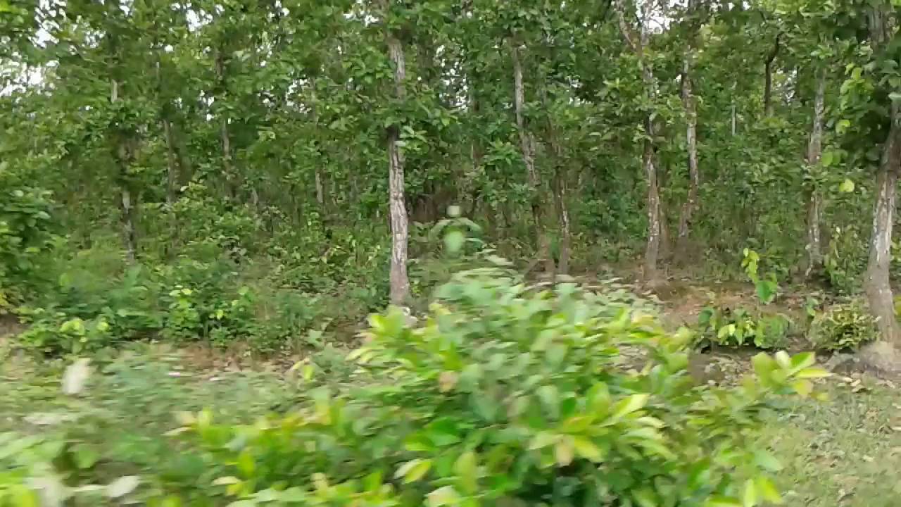 Beautiful Bangladesh, Vawal forest , Gazipur - YouTube