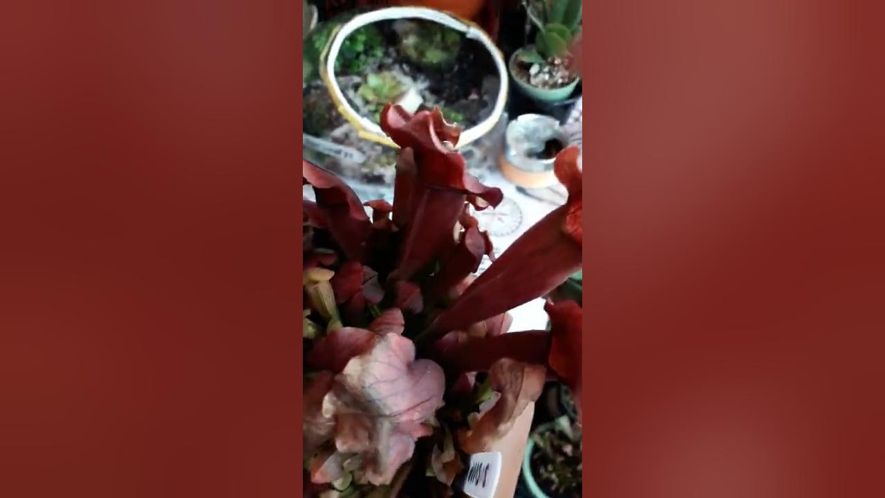 29. Update Sarracenia purpurea & hybrids! - YouTube