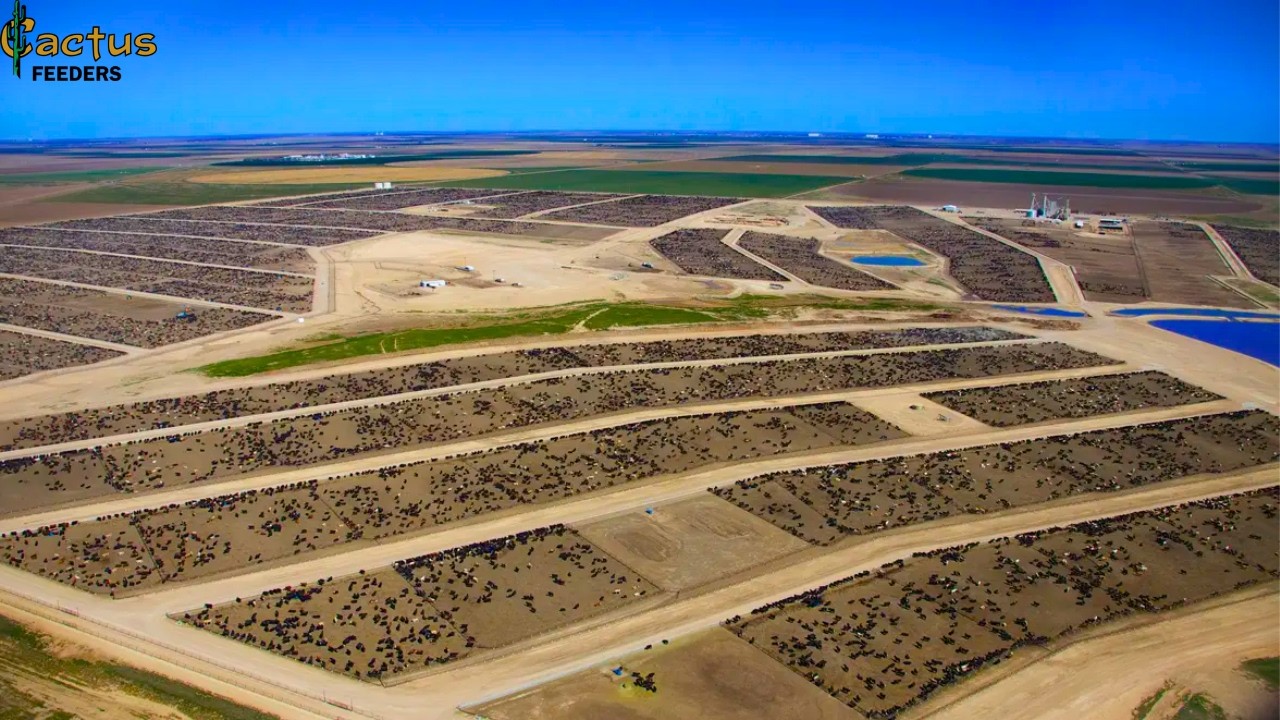 You won't believe where the LARGEST cattle feedlot in the world is ...