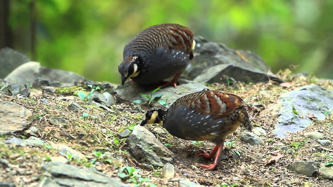 台灣山鷓鴣(深山竹雞) Taiwan Partridge - YouTube