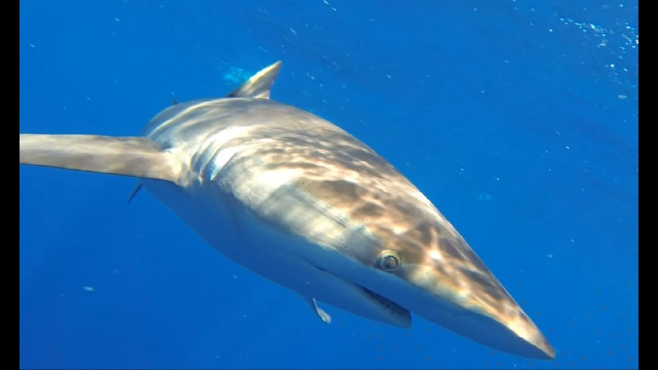 Silky Shark Dive Florida Keys - YouTube