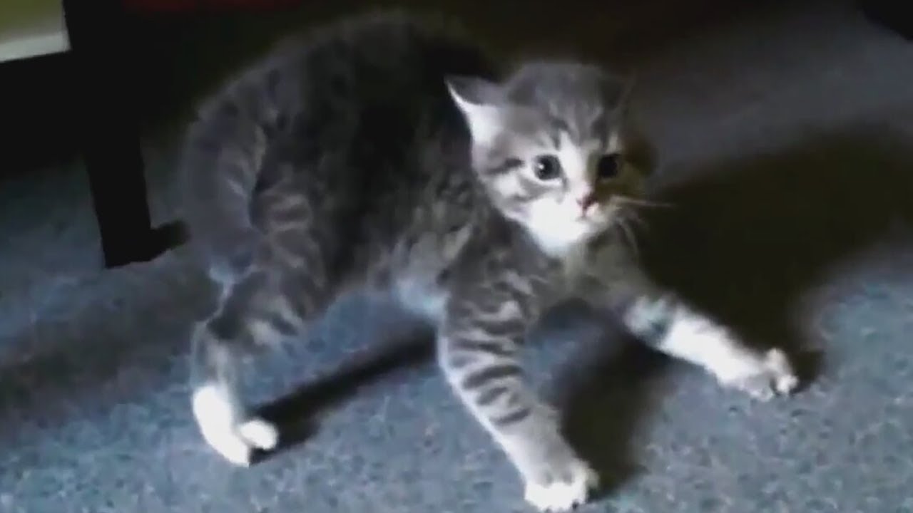 🤣 Funniest 🥰 Funky cats ! Try Not To Laugh ! 🐱🐱 - YouTube