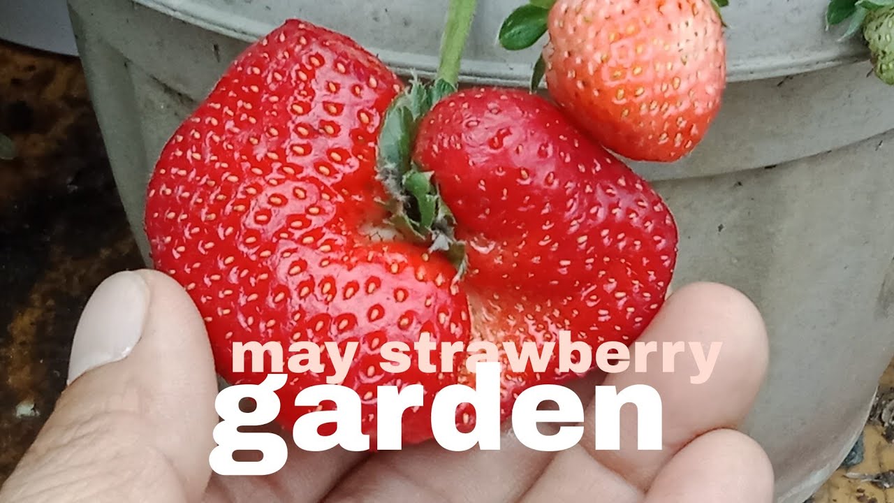 paano ako mag pa bunga ng strawberry.. - YouTube