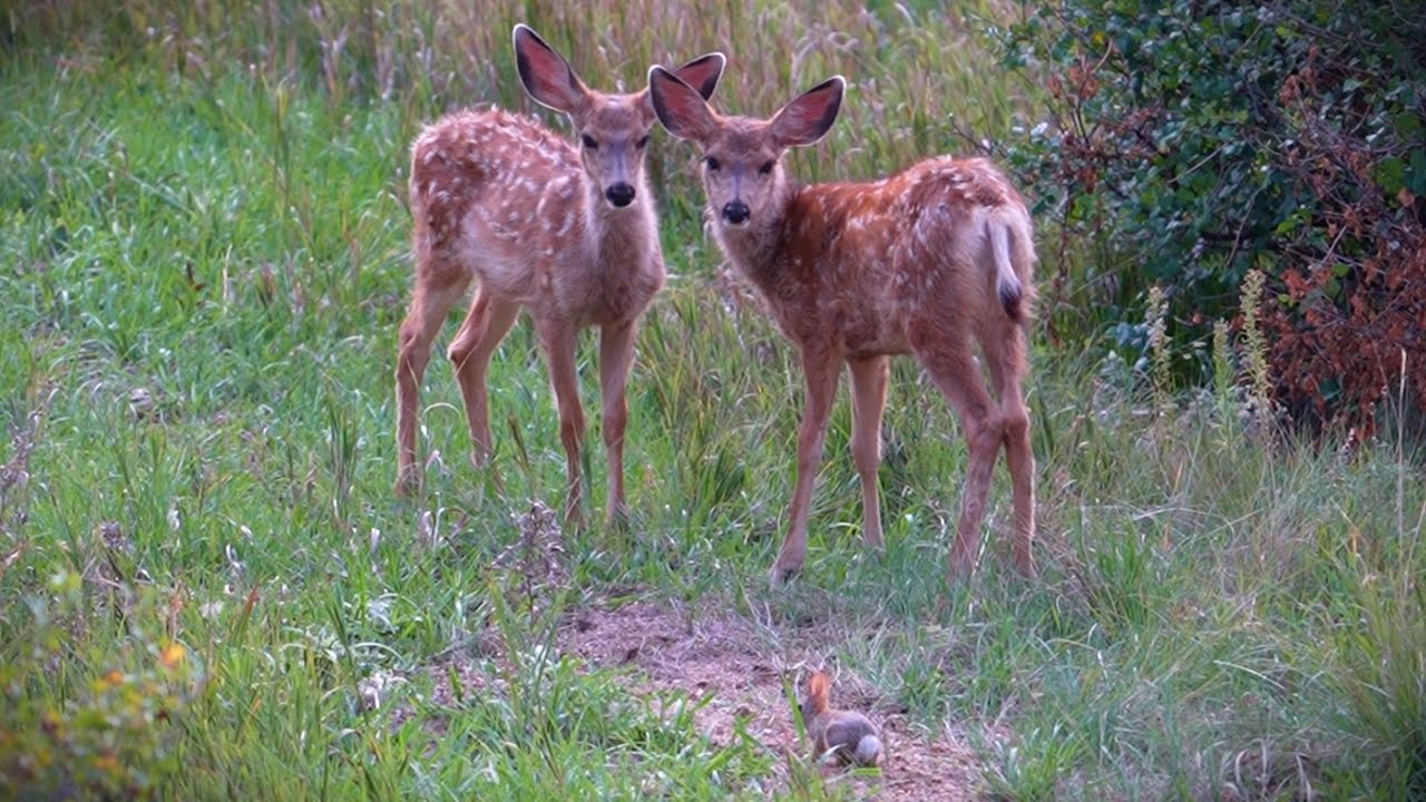 Baby Bunny Surprises Baby Deer Twins | Colorado Wildlife - YouTube