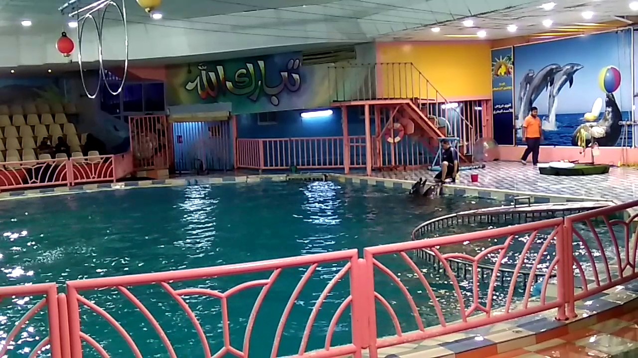 Dolphin 🐬 show dammam ksa - YouTube