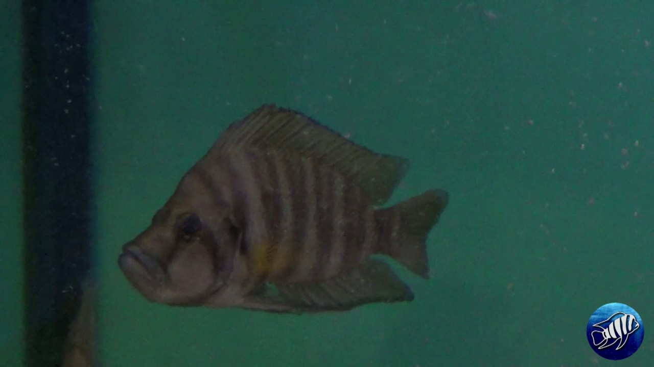 Altolamprologus compressiceps (Red fin & Black) - YouTube