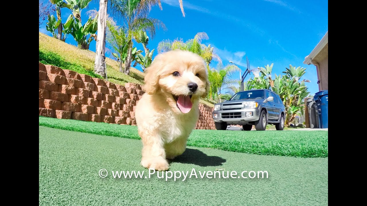 Bodie the Playful Ruby CavaPoo Hybrid Male Puppy For Sale in San Diego ...