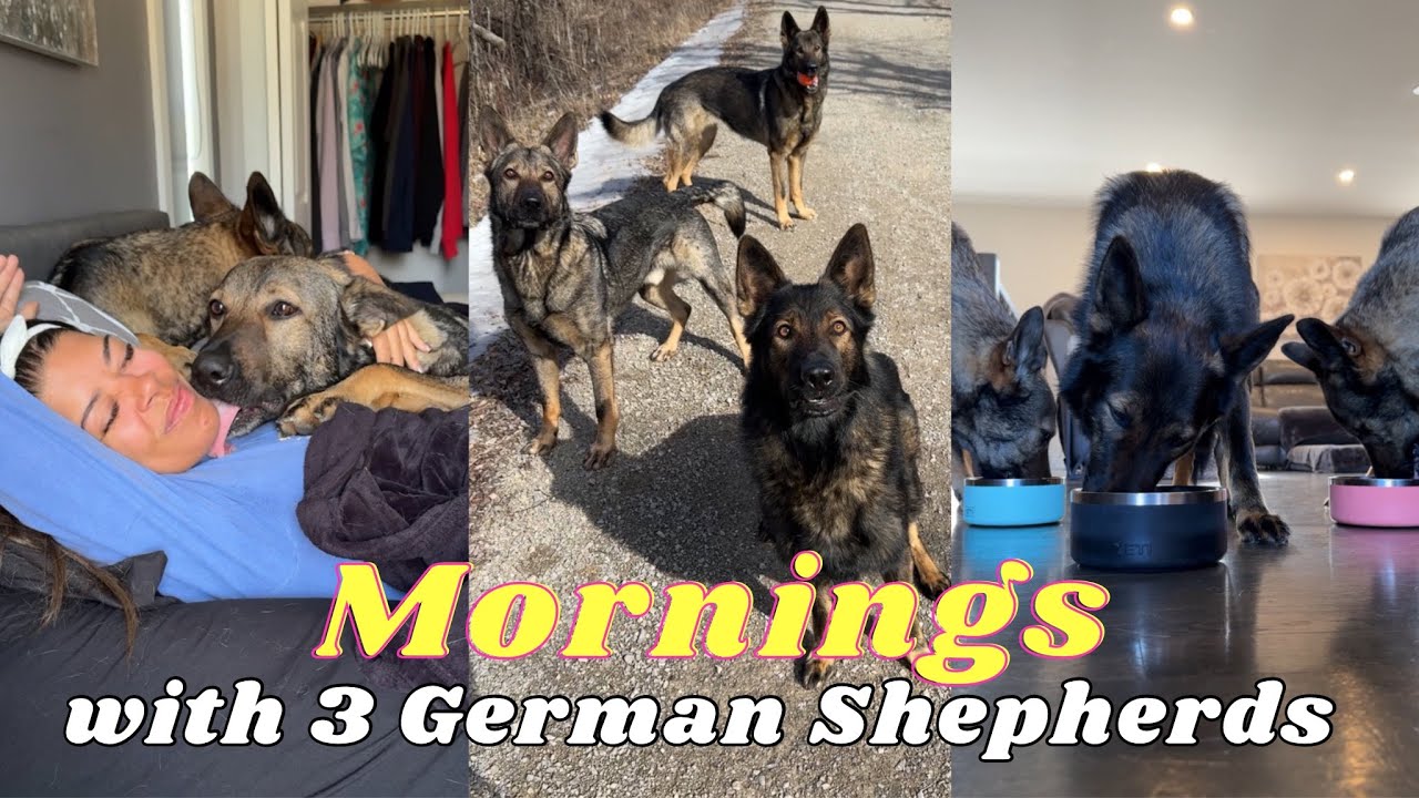 Mornings With Three German Shepherds - YouTube