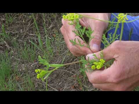 Common Flowers of the Methow Valley: Three Common Lomatiums