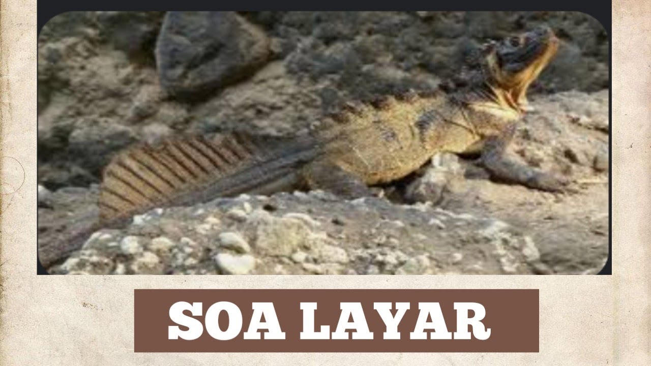 SOA LAYAR || SURALOKA INTERACTIVE ZOO || KALIURANG YOGYAKARTA - YouTube