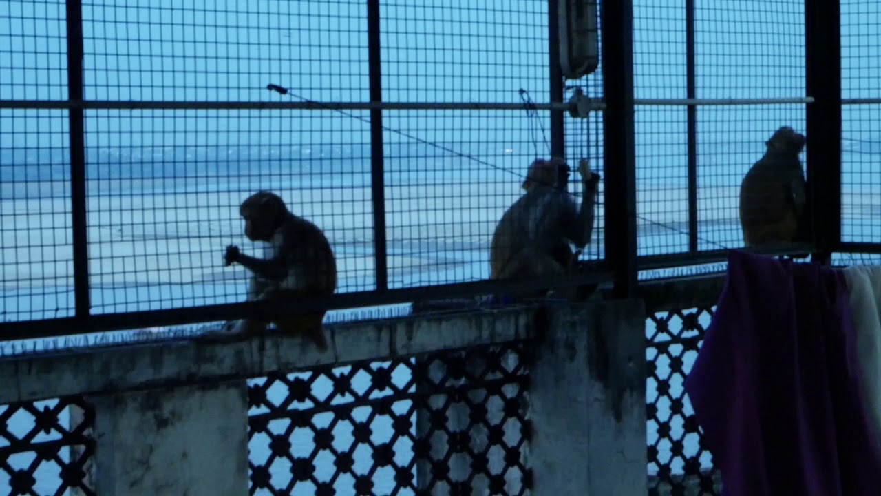 Varanasi Rooftop Monkeys Shivakashi 2 - YouTube
