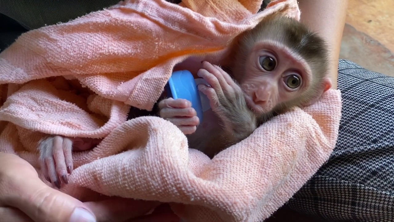 monkey lisa, hungry little baby, calls for milk - YouTube