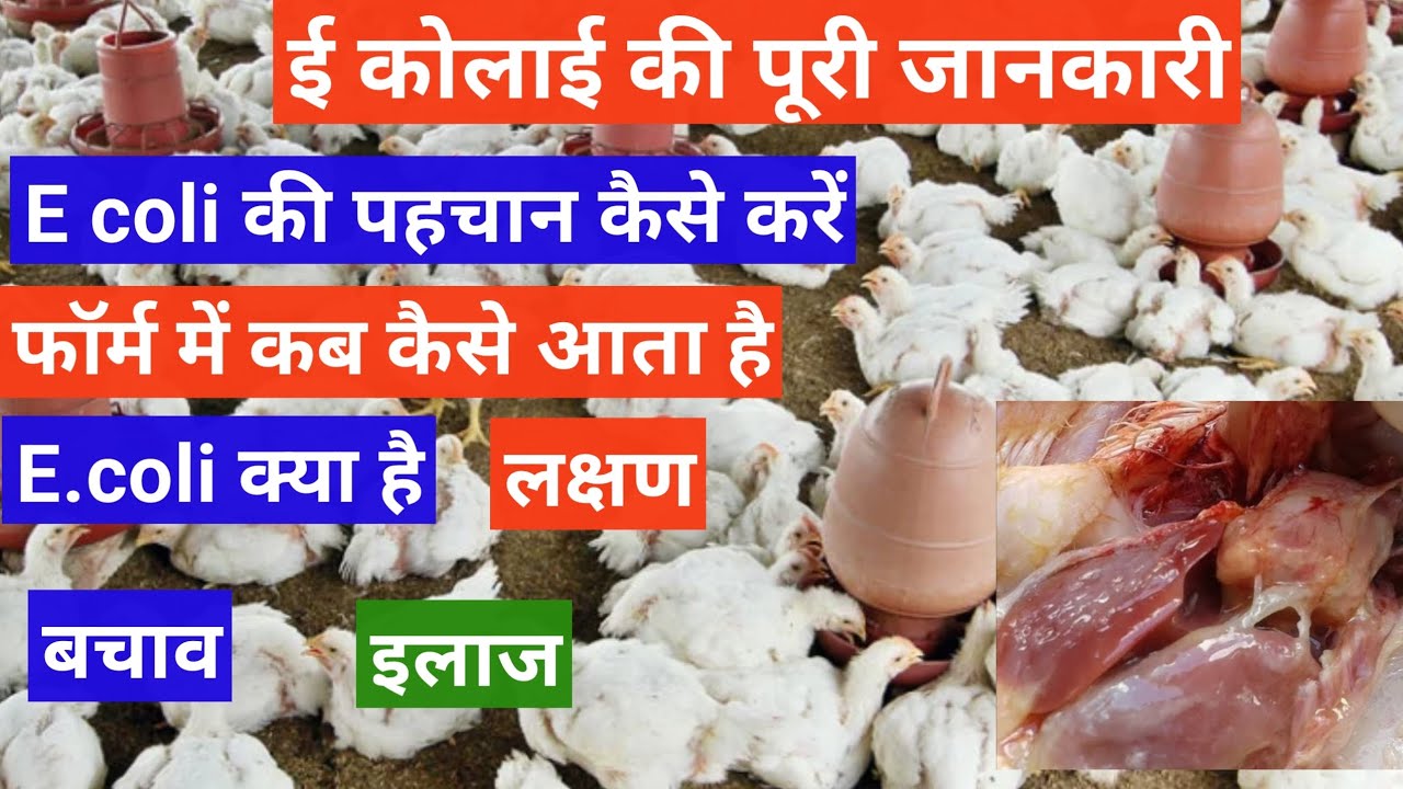 E.coli in poultry E.coli क्या है?बचाव और इलाज कैसे करें e coli ...