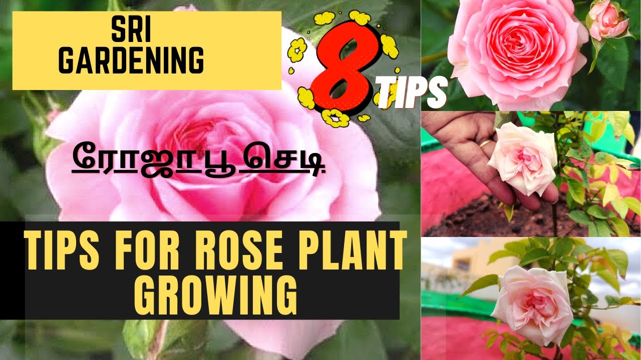 Rose plant secret gardening tips | How to grow Rose | ரோஜா செடி ...