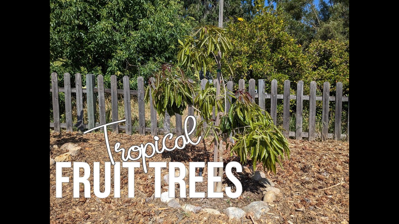 Creating a Tropical Fruit Tree Garden - Grumichama, Canistel, and Lemon ...