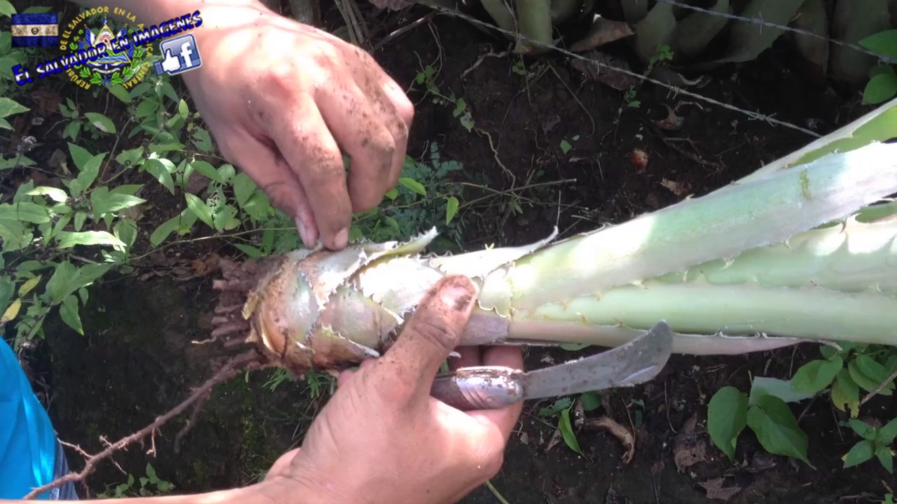 Los piñicos de El Salvador - YouTube