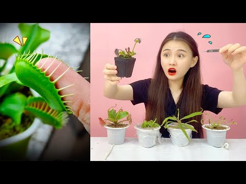 Such Little Pitcher Plant Can Bite? Bought 5 At A Time, Unexpected ...