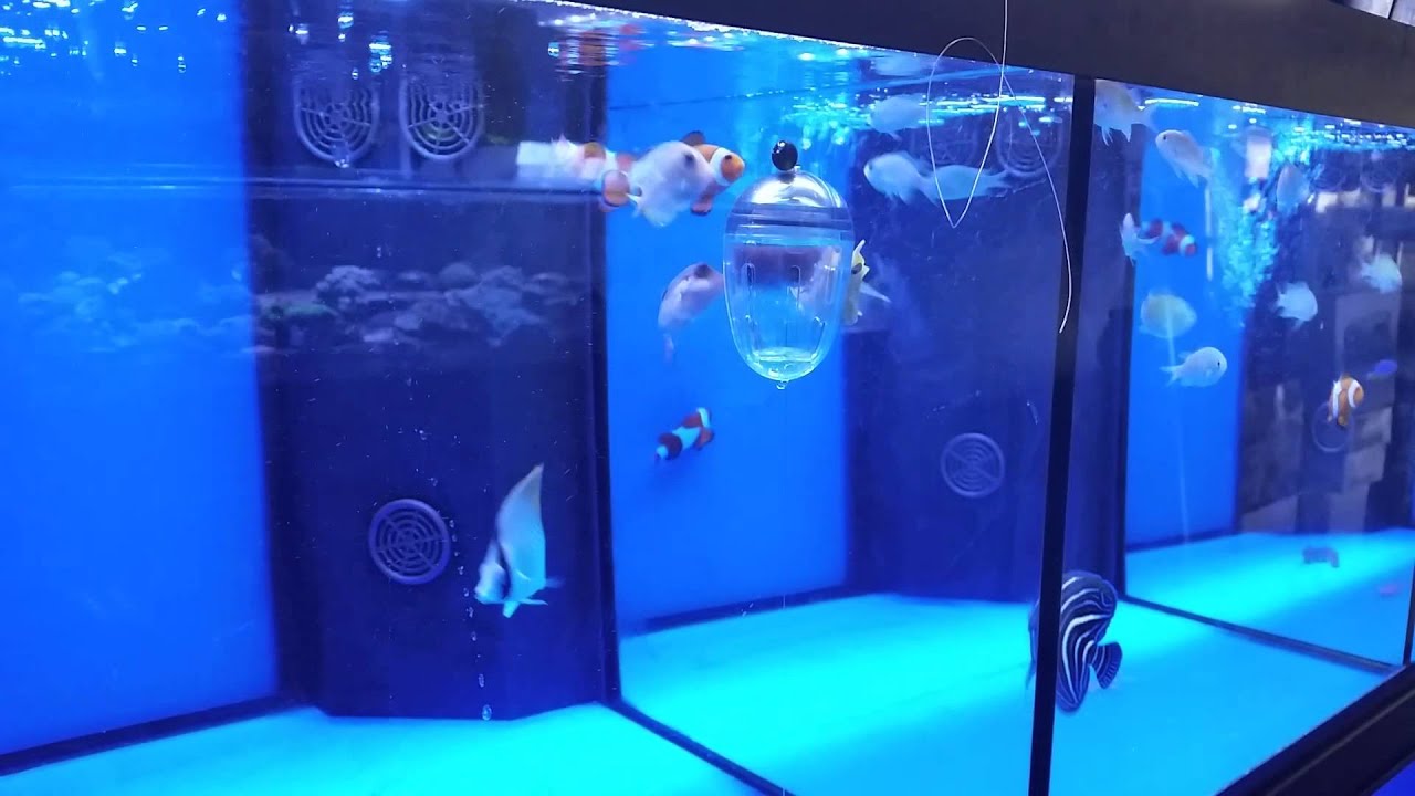 GRAZING POD SUPERFISH - YouTube