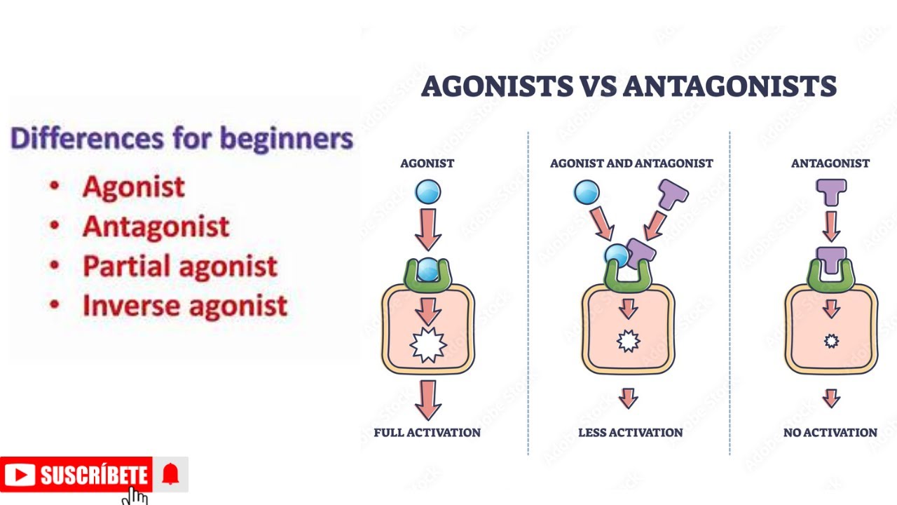 Agonist , Antagonist, Partial Agonist in details @Vision13-u9u - YouTube