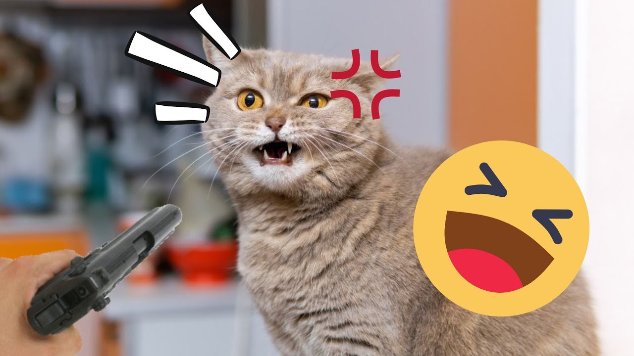 Best Funny Cats Compilation / Funny Cats Moments - YouTube