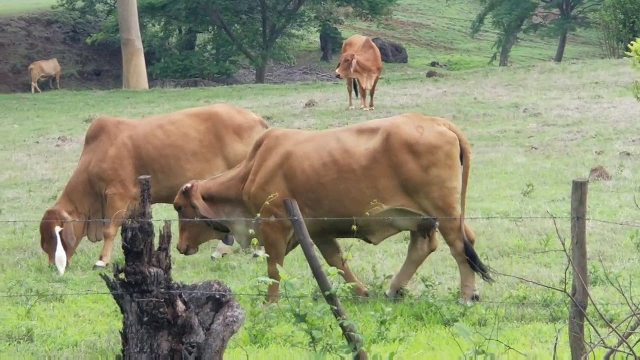 Vacas Brahaman con Registro en El Salvador On - YouTube