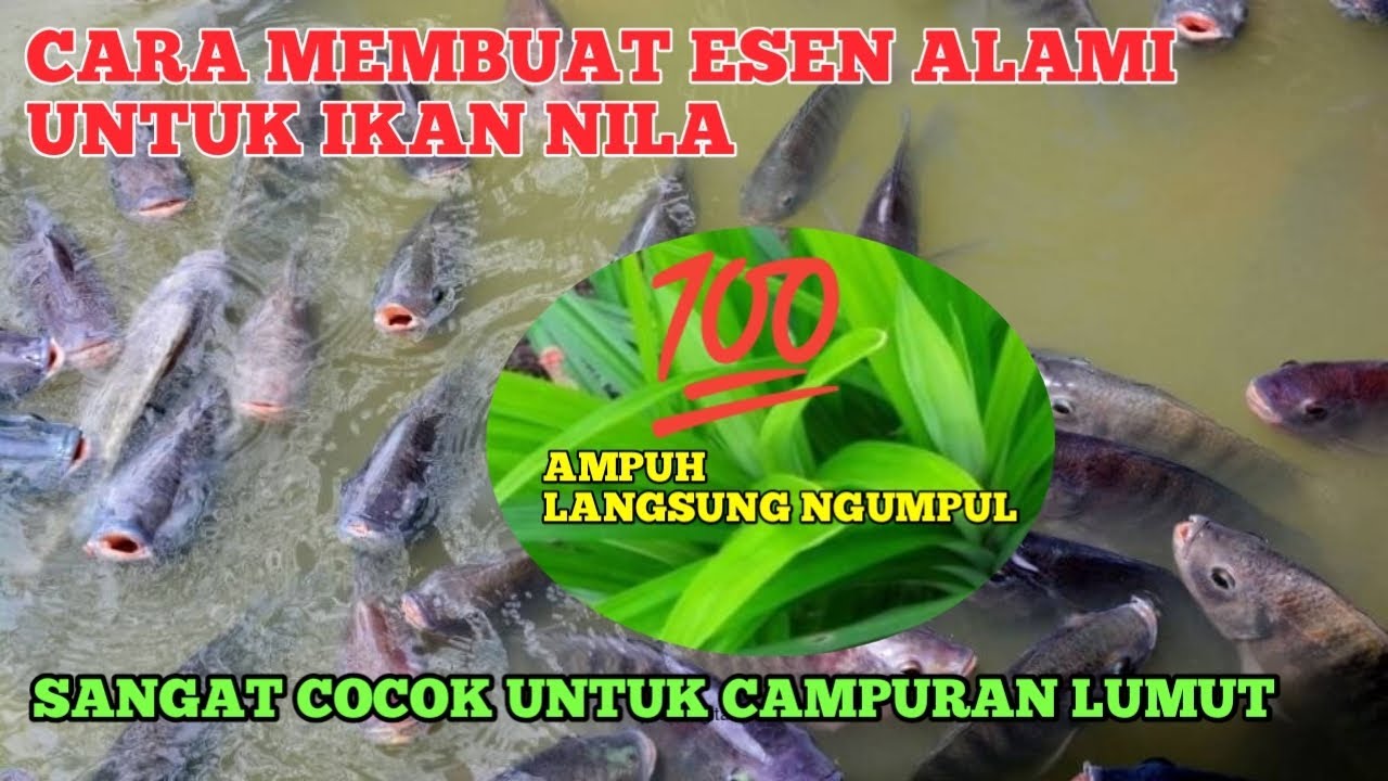 cara membuat esen alami untuk ikan nila - YouTube