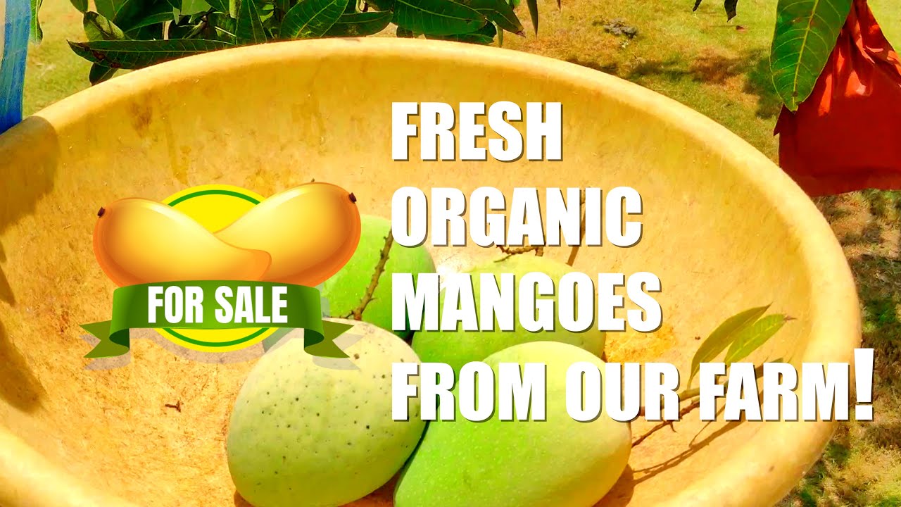 Fresh Organic Mangoes for Sale 🍋 | Direct from Our Farm at Go Ranch ...