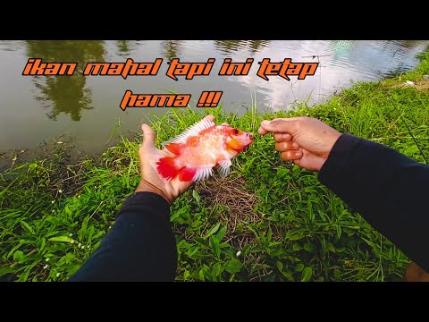 SPOT NAHOL SANTA || HAMA YANG CANTIK || mancing ikan red devil di waduk putatlor Gondanglegi