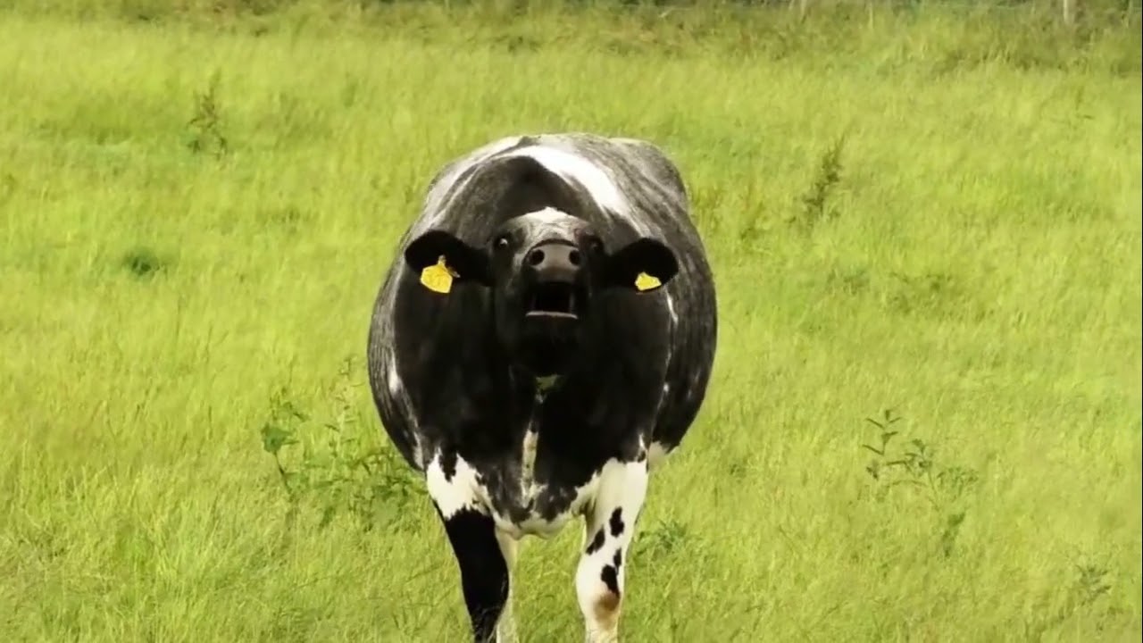 Screaming Cow Meme (Original) | Very Weird - YouTube