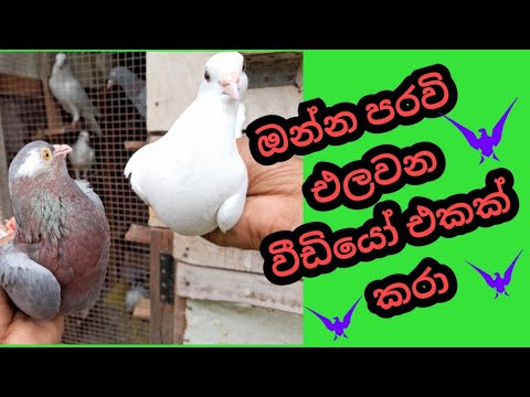 පරවි කූඩෙම එලවනවා #පරවි #ශ්‍රීලංකාපරවි #paravi #pigeon #paravi # ...