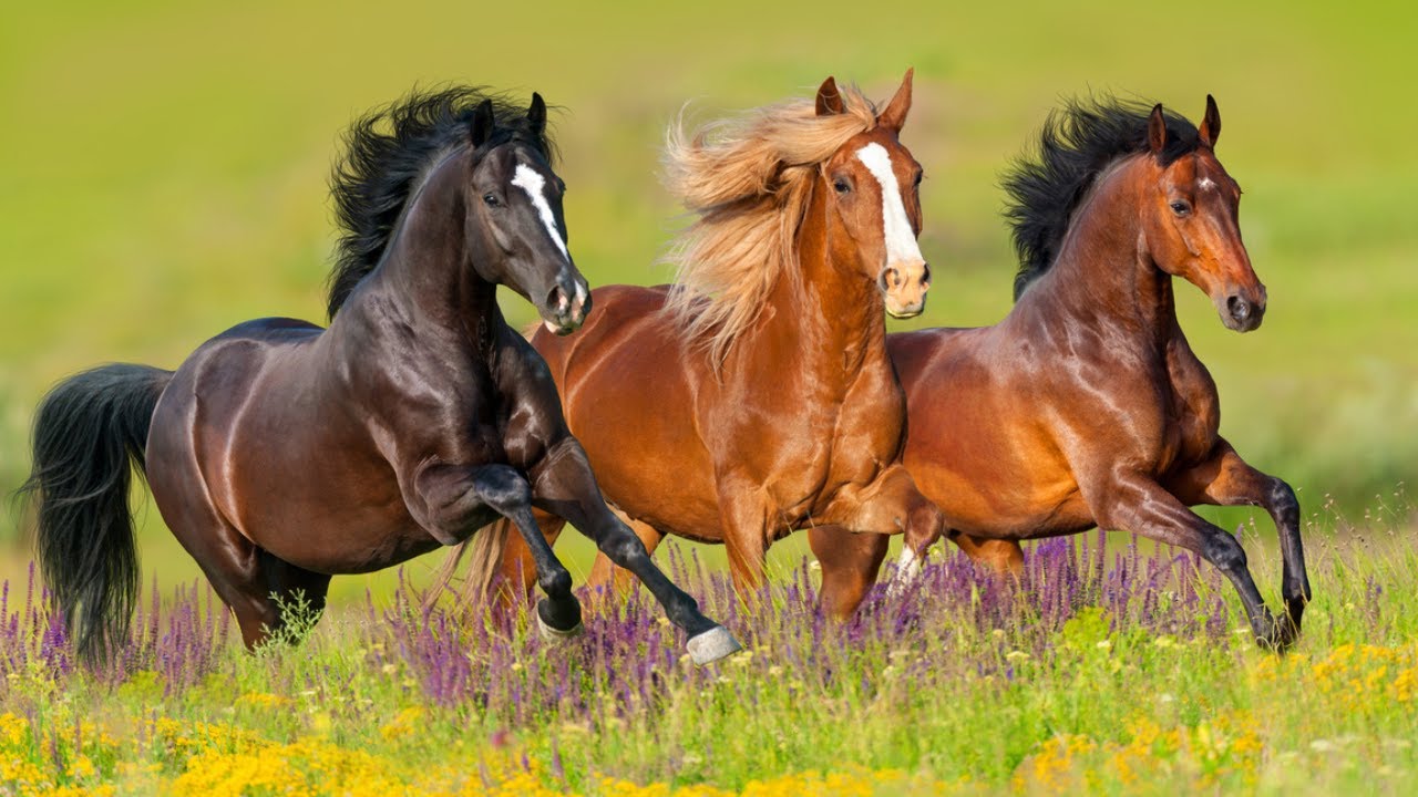 Sonidos de CABALLOS Relinchando y Corriendo|Sounds of HORSES Neighing ...