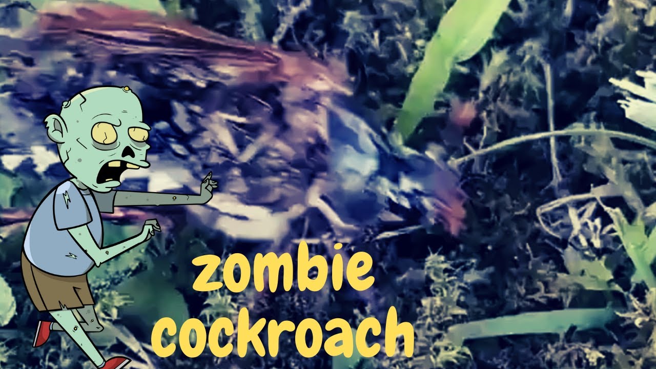 zombie cockroach | Wild Animals - YouTube