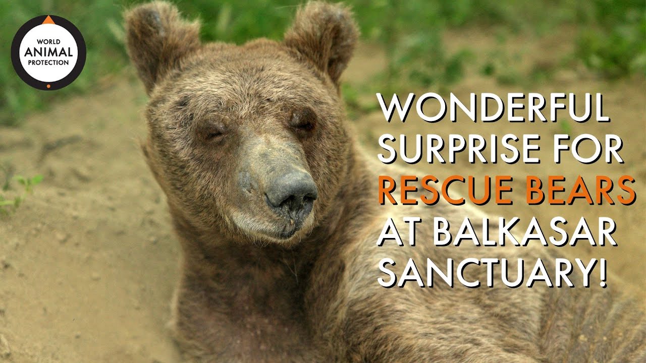 Rescue bears at Balkasar Bear Sanctuary receive a surprise! - YouTube