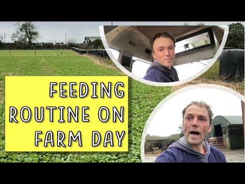 My feeding routine on a farm day - YouTube