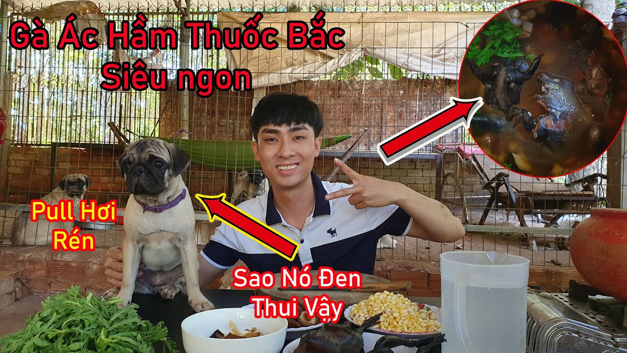 Gà Hầm Thuốc Bắc Siêu Ngon - Cùng Chú Chó Pull Quý Sờ Tộc || Ẩm Thực ...